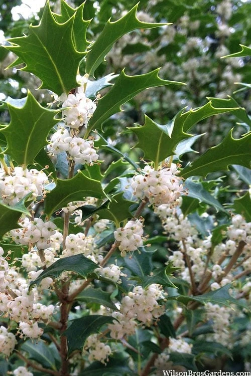 All-Occasion Gulftide Hardy Tea Olive (Osmanthus) - 2 Gallon Pot Gifts ...